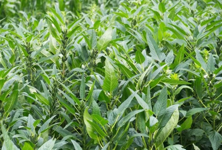 Sesame Plants: Growing Guide for Home Gardeners – SoftHomelife