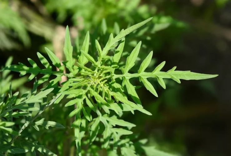 How to Identify and Avoid Ragweed – SoftHomelife