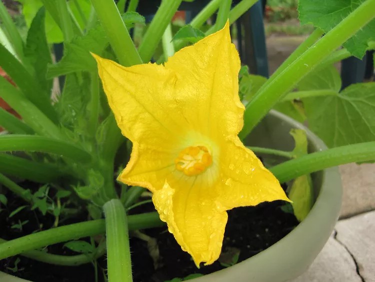 How to Self-Pollinate Squash – SoftHomelife